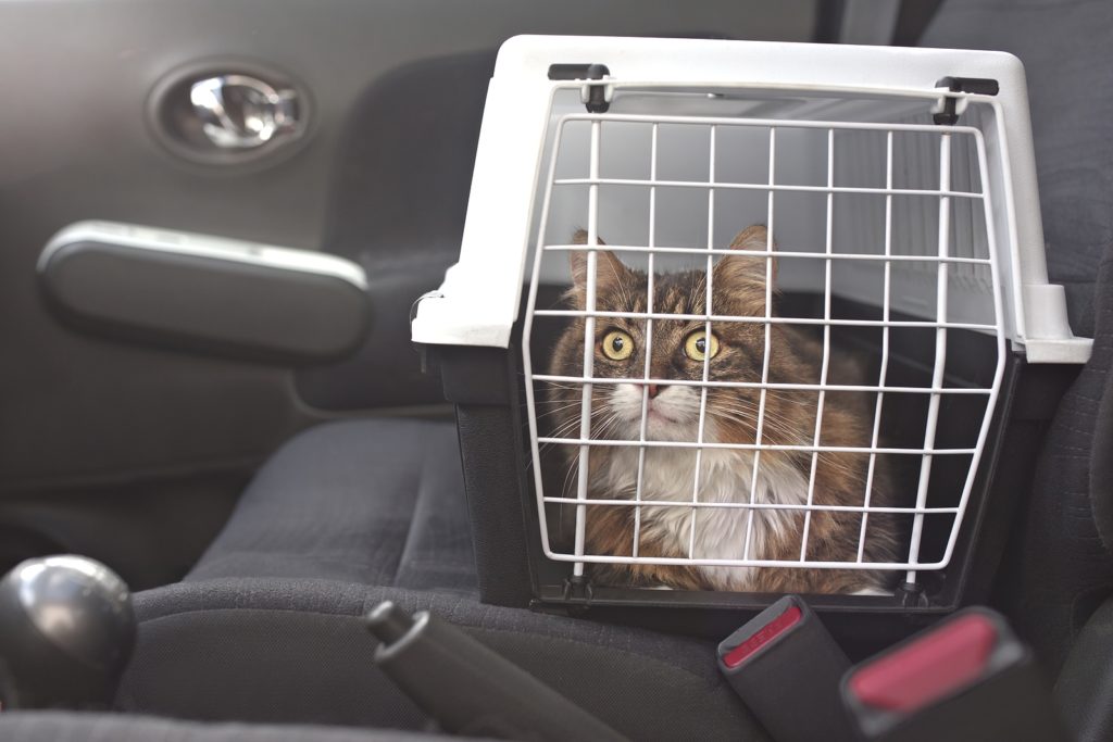 Driving Safety Tips for Pets and Their Owners | Fix Auto USA